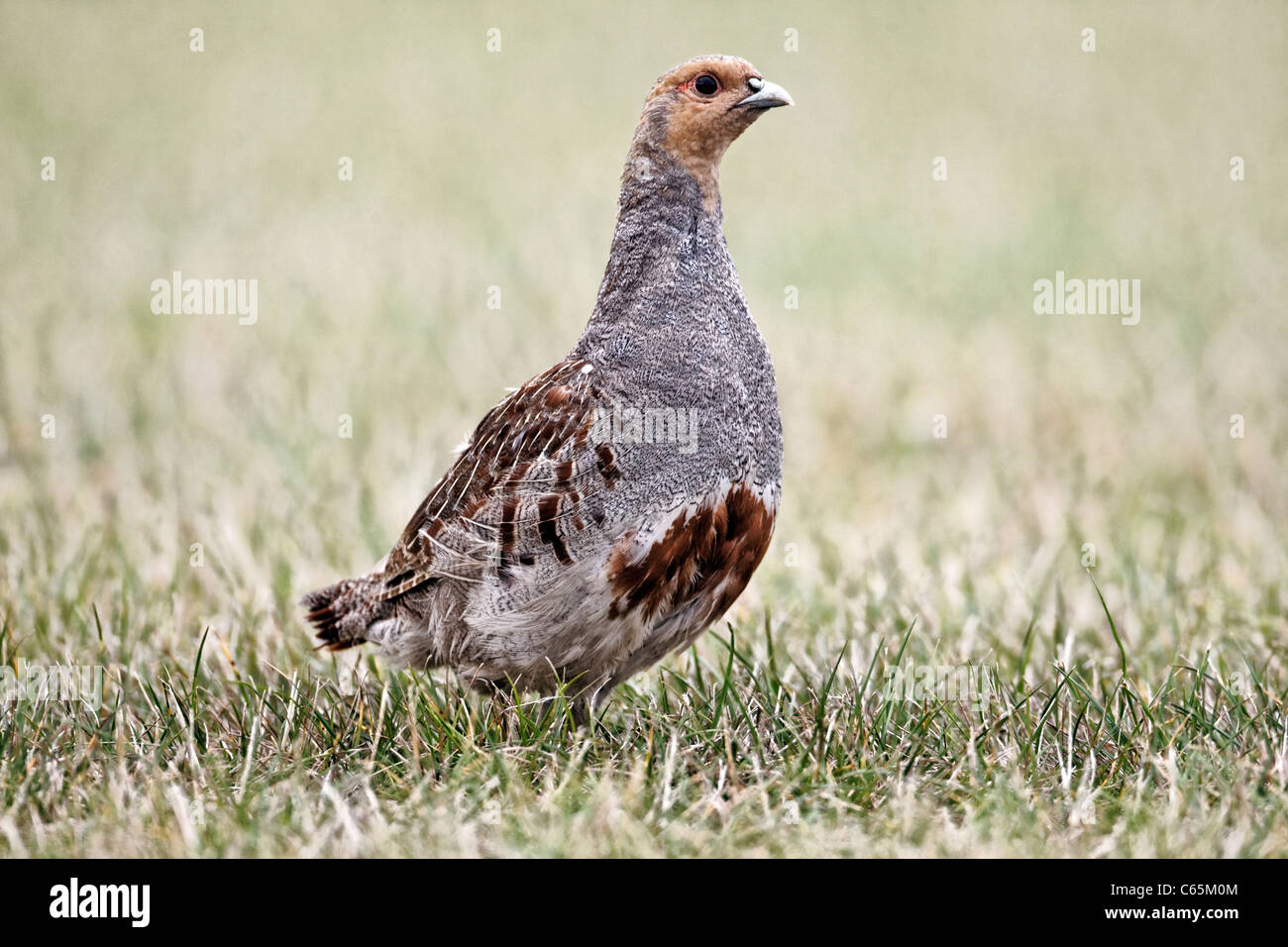 Grey partridge, Perdix perdix, single bird on grass, Midland, August ...