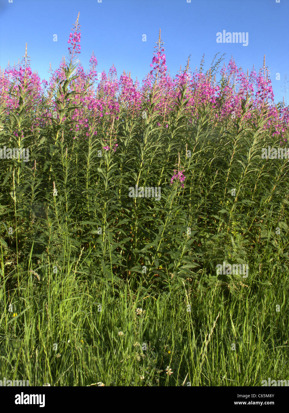 Rosebay willowherb, Epilobium angustifolium, mass of flowering plant, Midlands, June 2011 Stock ...