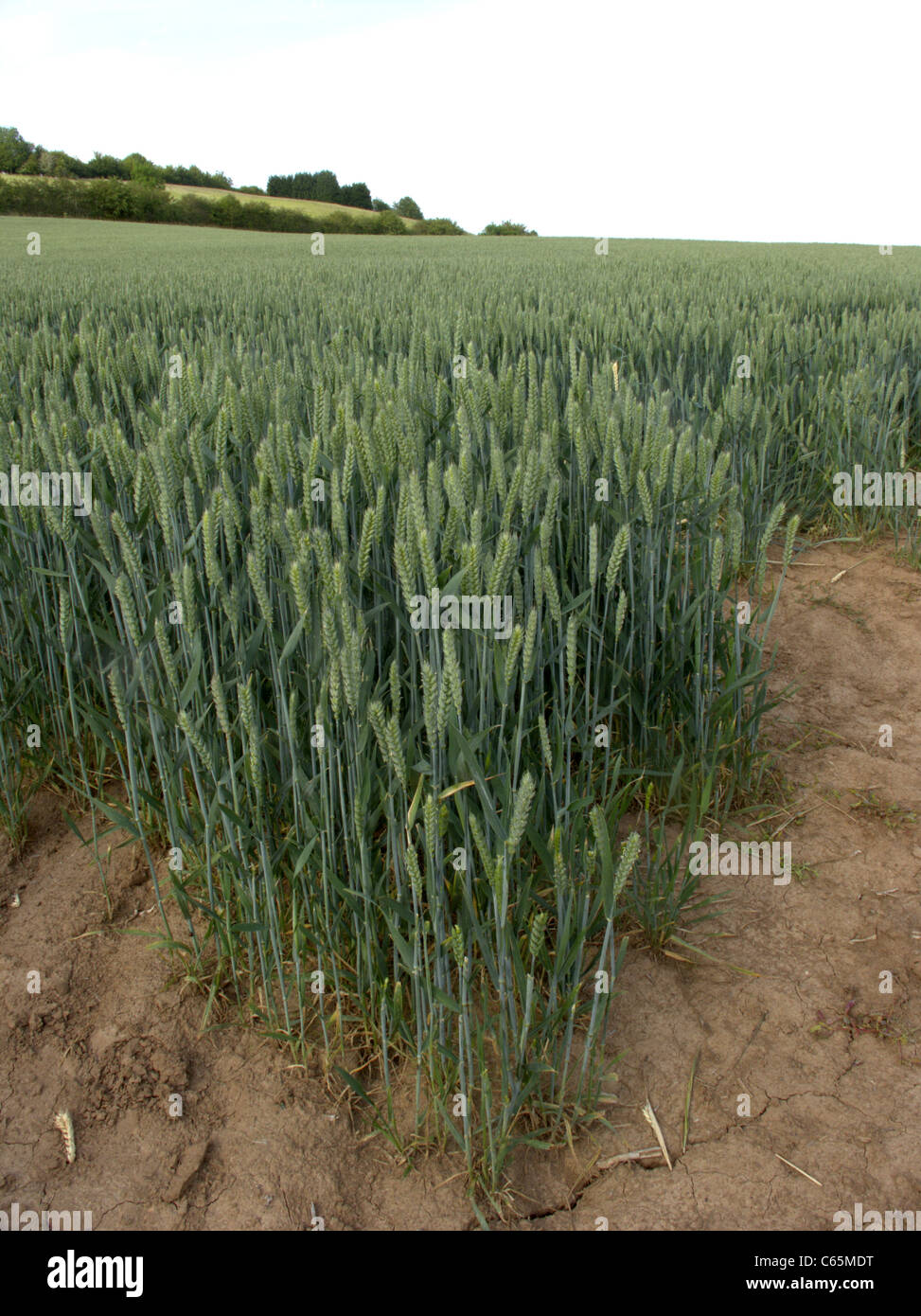 June field hi-res stock photography and images - Alamy