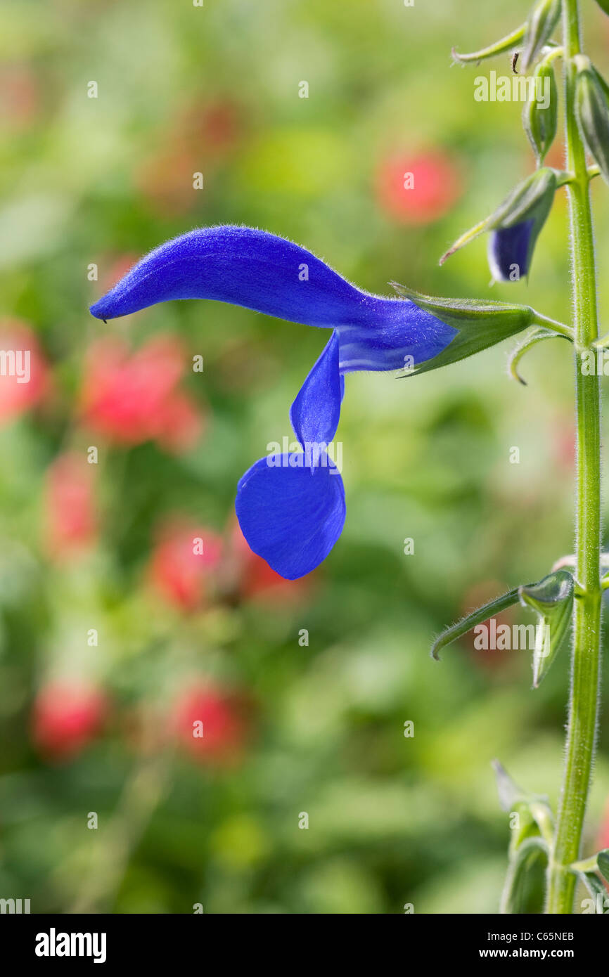 Perennials summer sage hi-res stock photography and images - Alamy