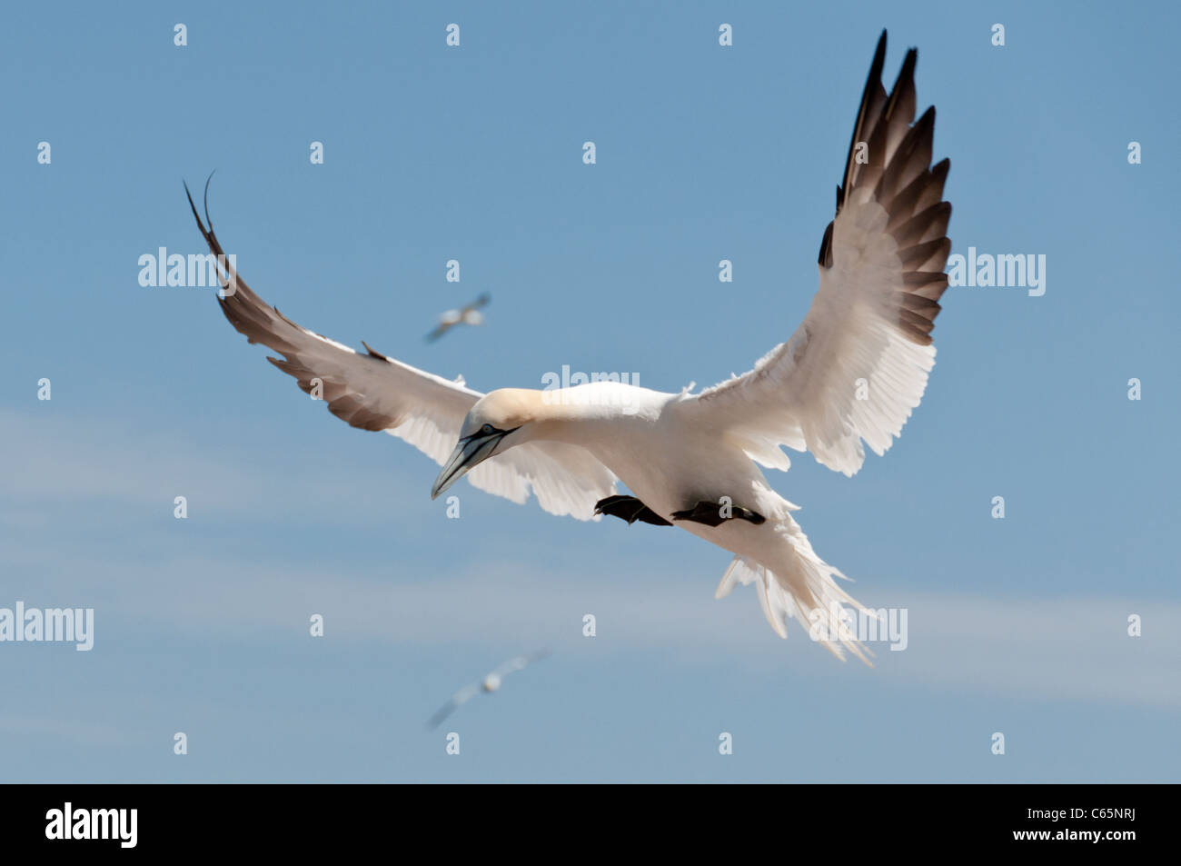 Flying northern gannet Stock Photo - Alamy