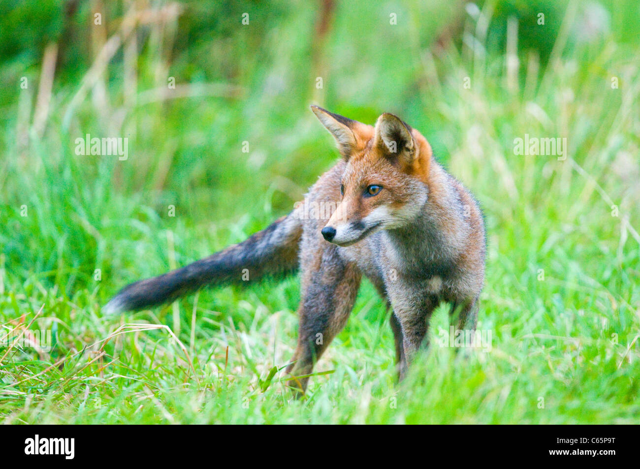 Male fox hi-res stock photography and images - Alamy
