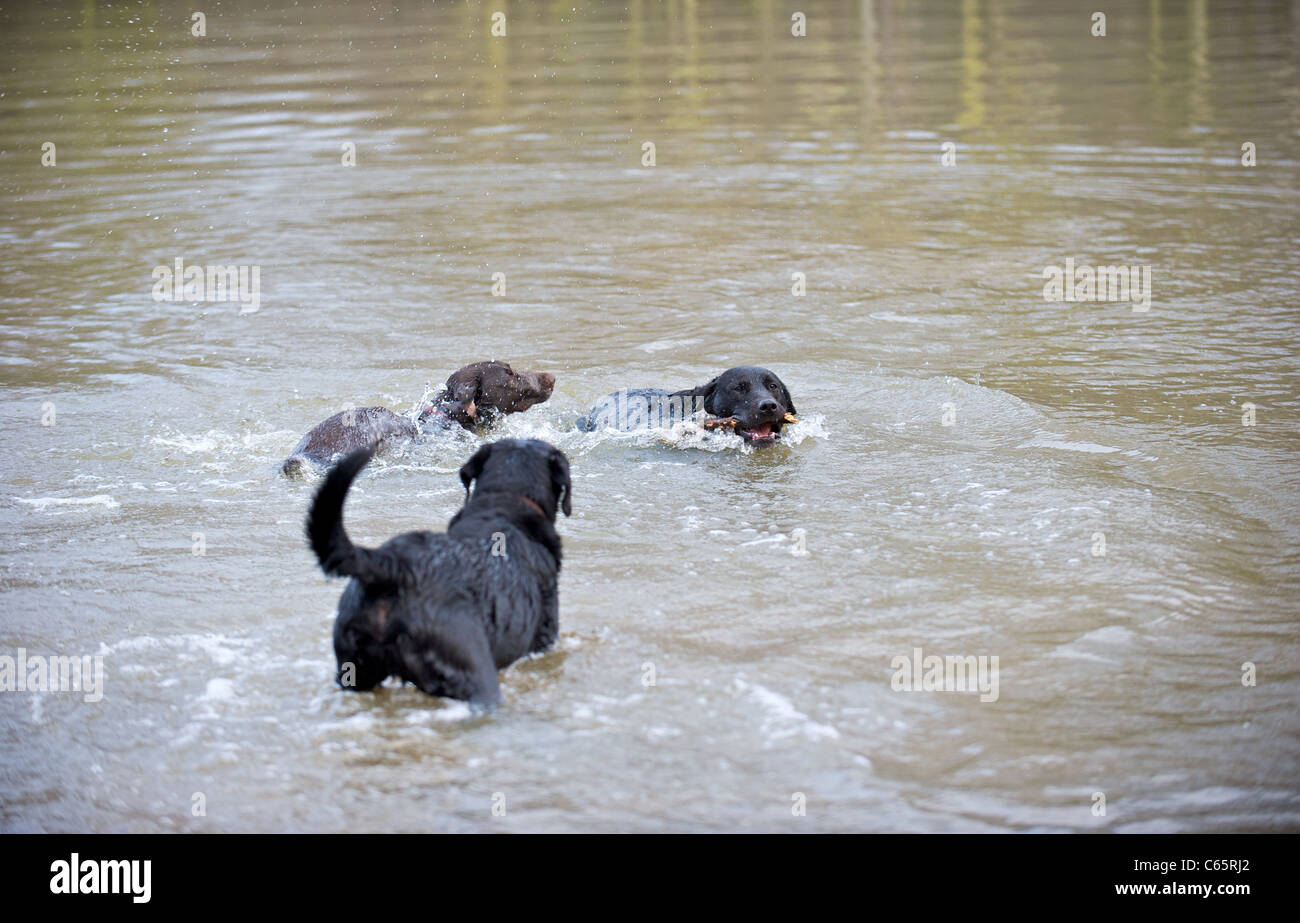 Pointer stick hi-res stock photography and images - Alamy