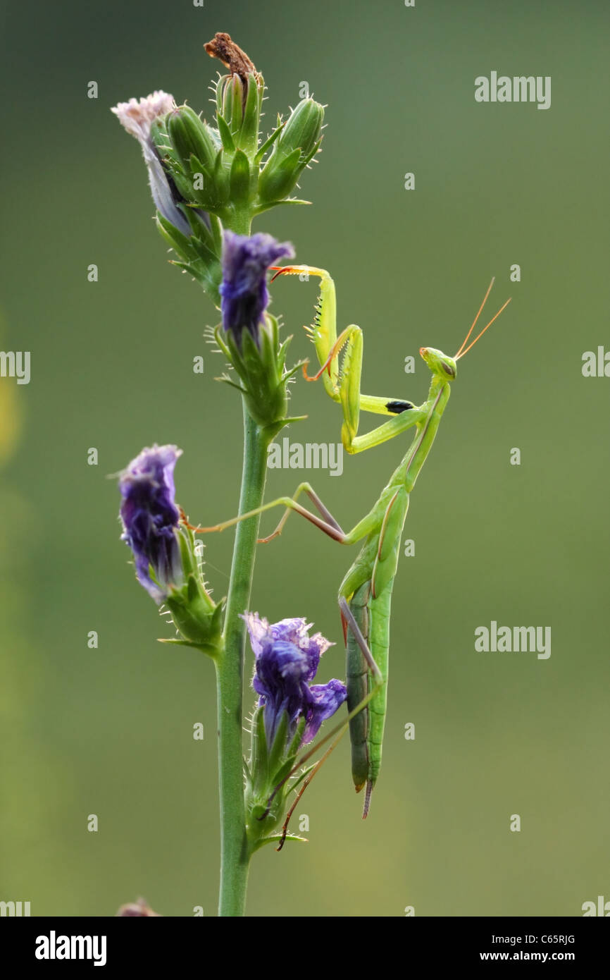 Praying mantis on a plant with green blurred background Stock Photo - Alamy