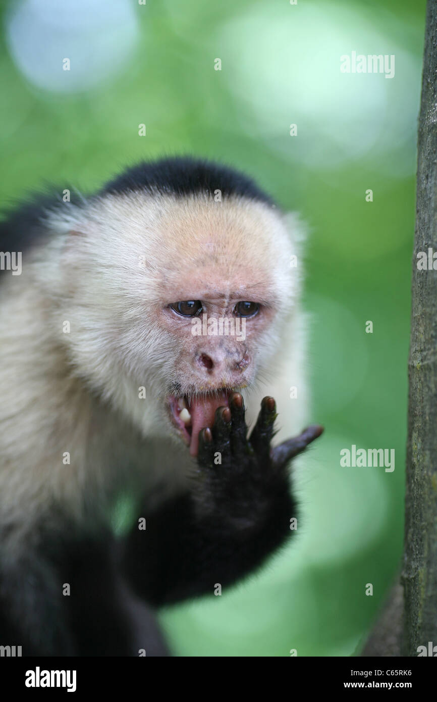 A White Faced Capuchin (cebus capucinus) lick its fingers after eating ...