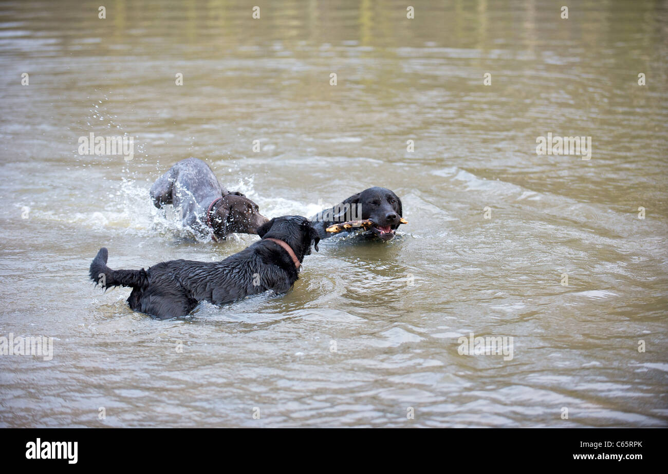 A German Pointer and two Black Labradors playing with a stick in the ...