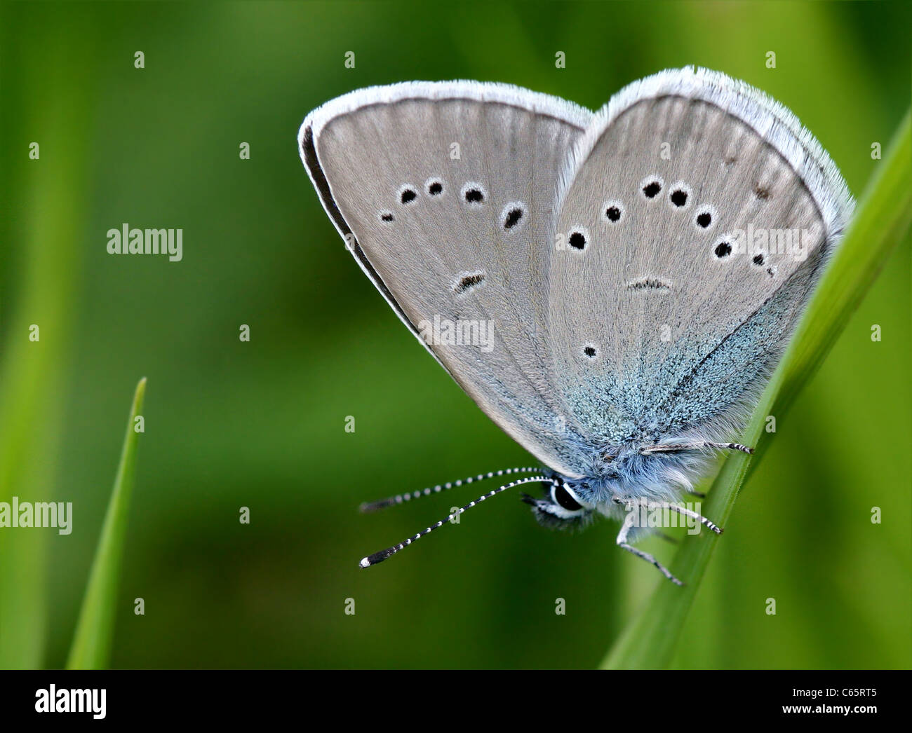 Small Blue Butterfly (cupido minimus Stock Photo - Alamy