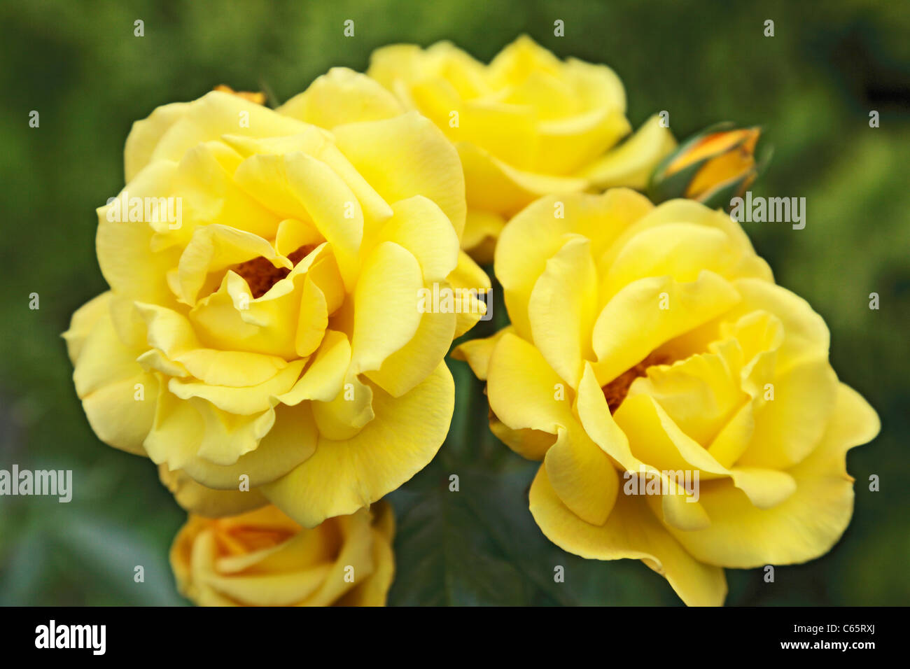 Floribunda Rose, Arthur Bell Stock Photo - Alamy