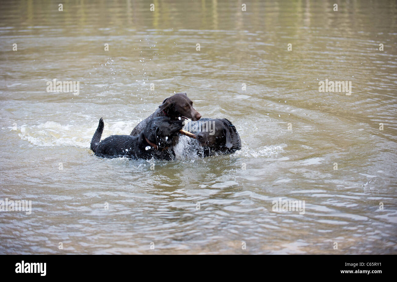 A German Pointer and two Black Labradors playing with a stick in the ...