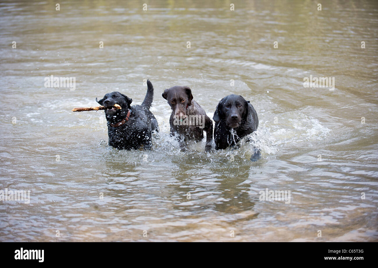 Pointer stick hi-res stock photography and images - Alamy