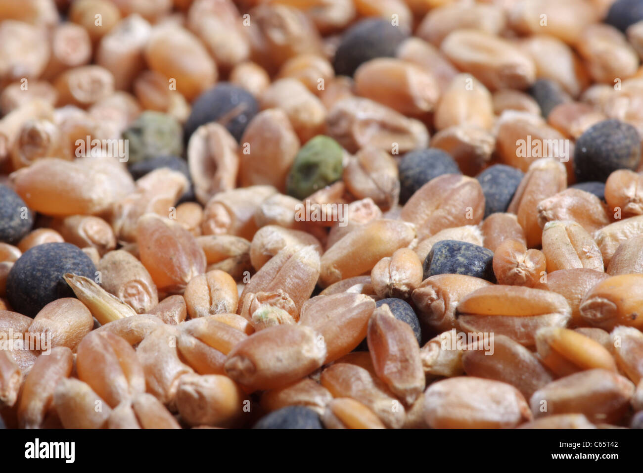 Corn seeds mixture grain background texture Stock Photo - Alamy