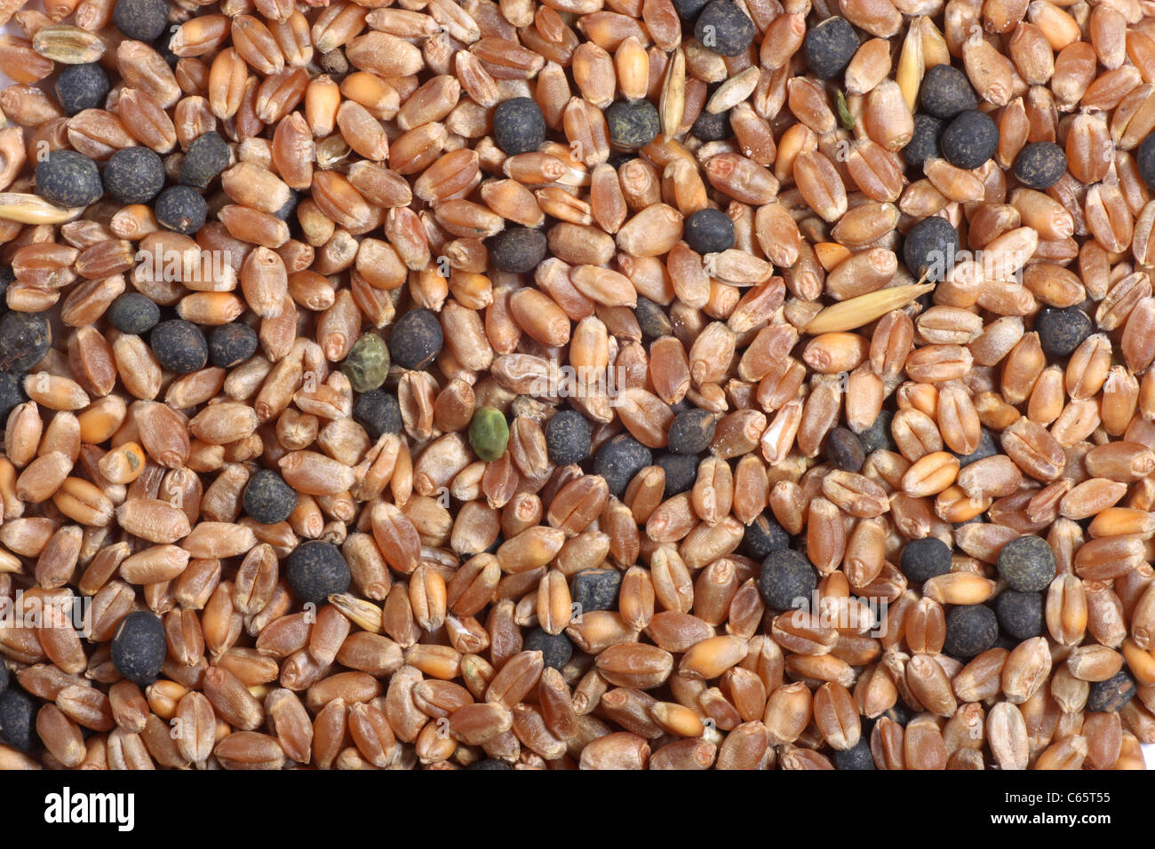 Corn seeds mixture close-up background texture Stock Photo - Alamy