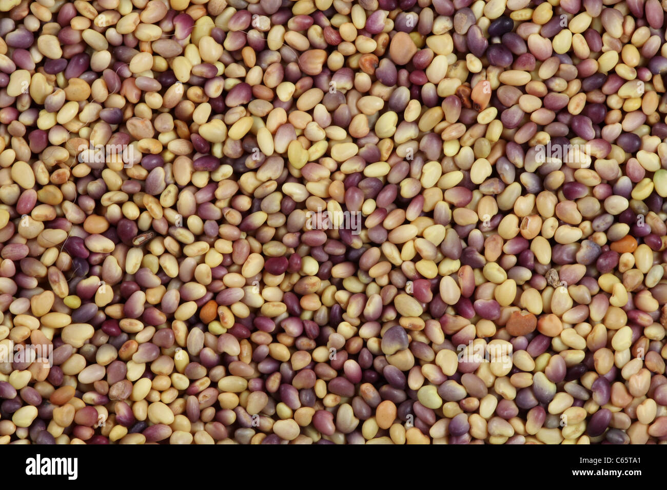 Colorful seeds mixture close-up background texture Stock Photo - Alamy