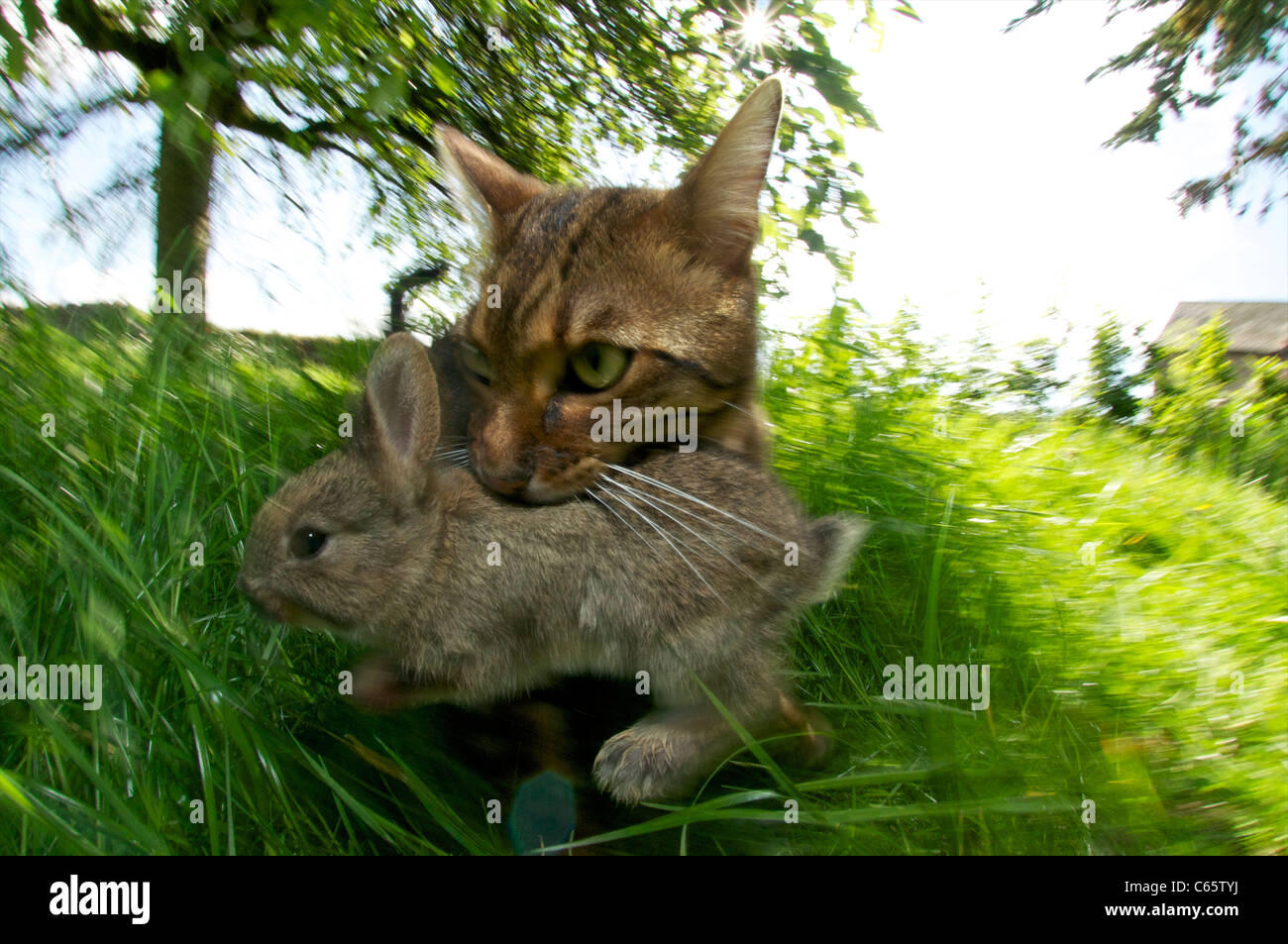 Cat rabbit hi-res stock photography and images - Alamy