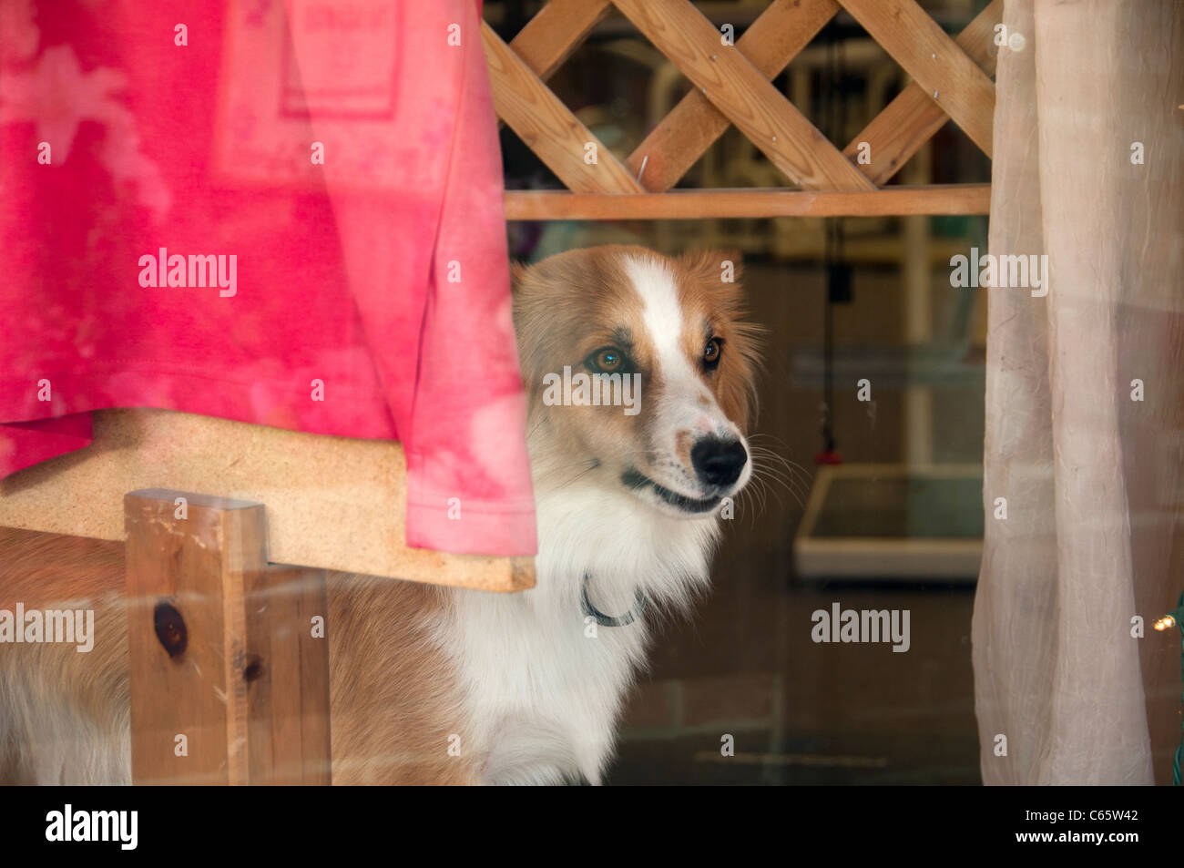 Australian Shepherd dog in store window Stock Photo - Alamy