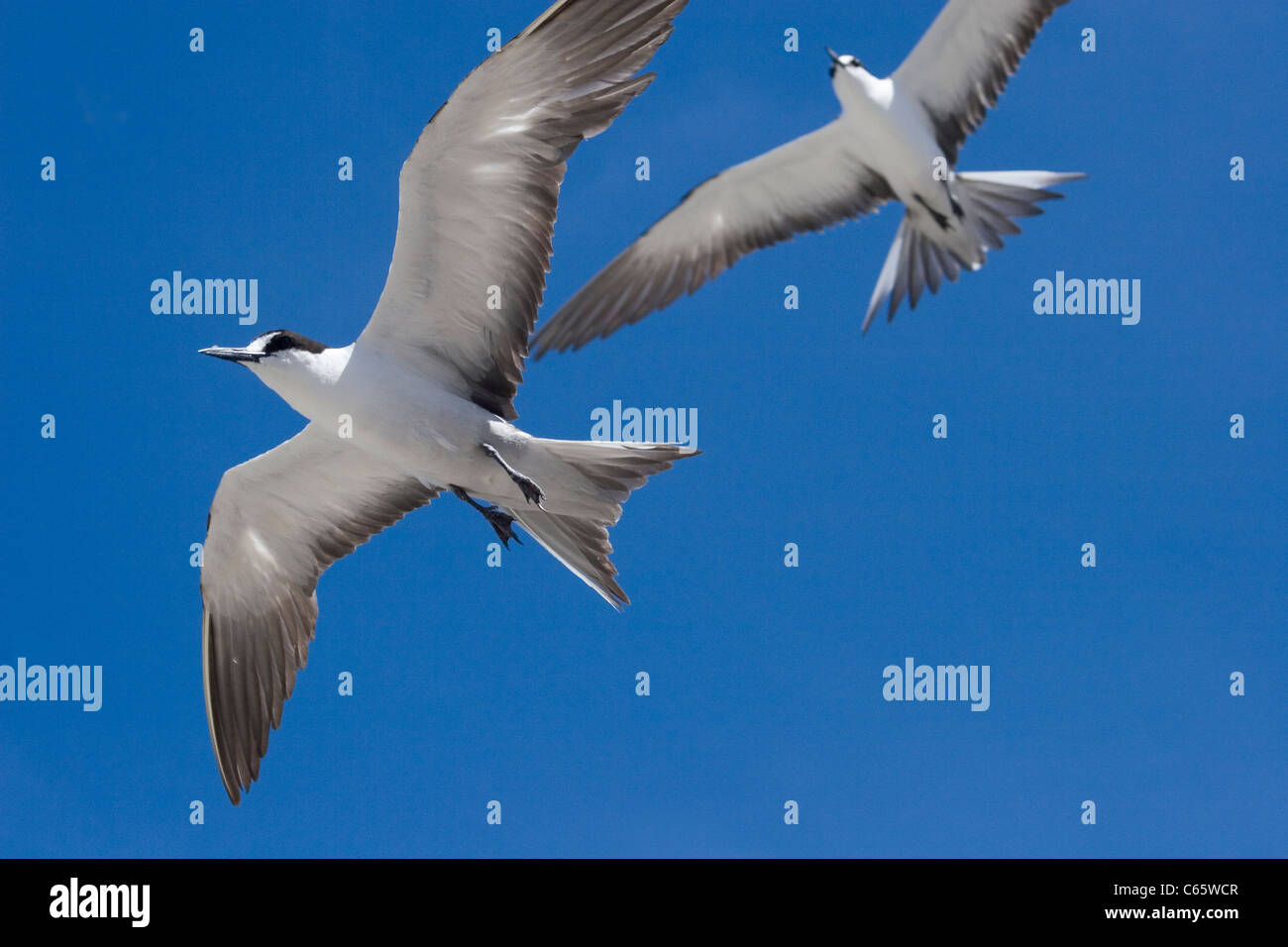 White terns ascension island hi-res stock photography and images - Alamy