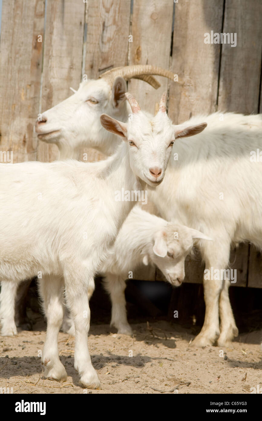 Young goat on farm Stock Photo - Alamy