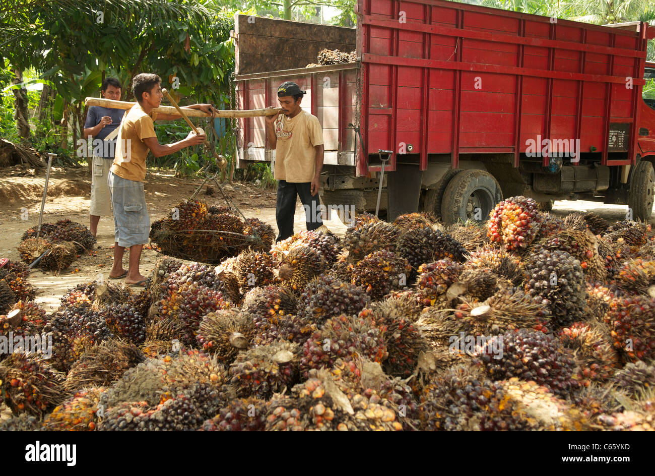 African oil palm hi-res stock photography and images - Alamy