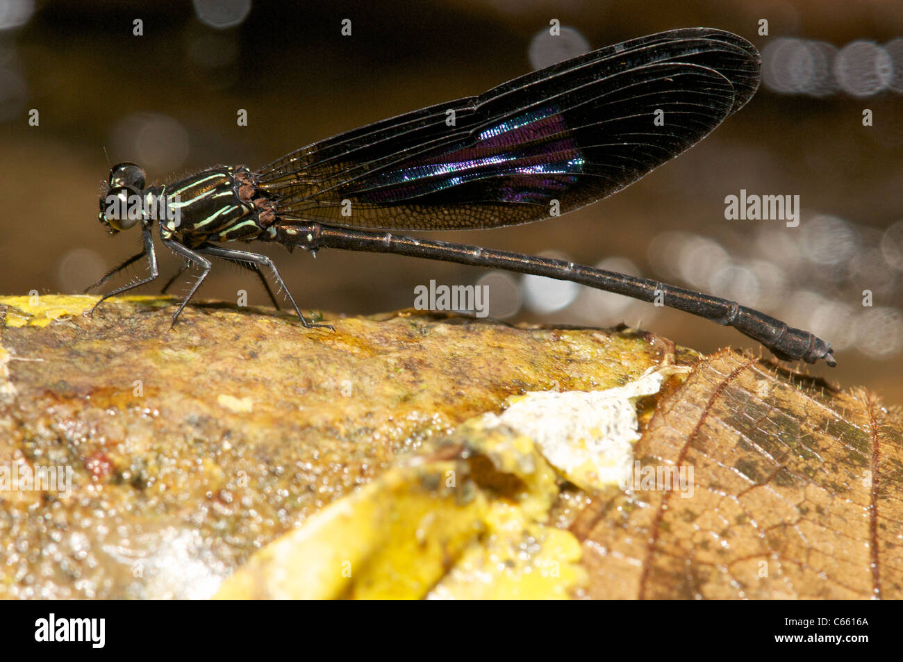 Sumatran endemic damsefly, in its rainforest habitat Stock Photo - Alamy