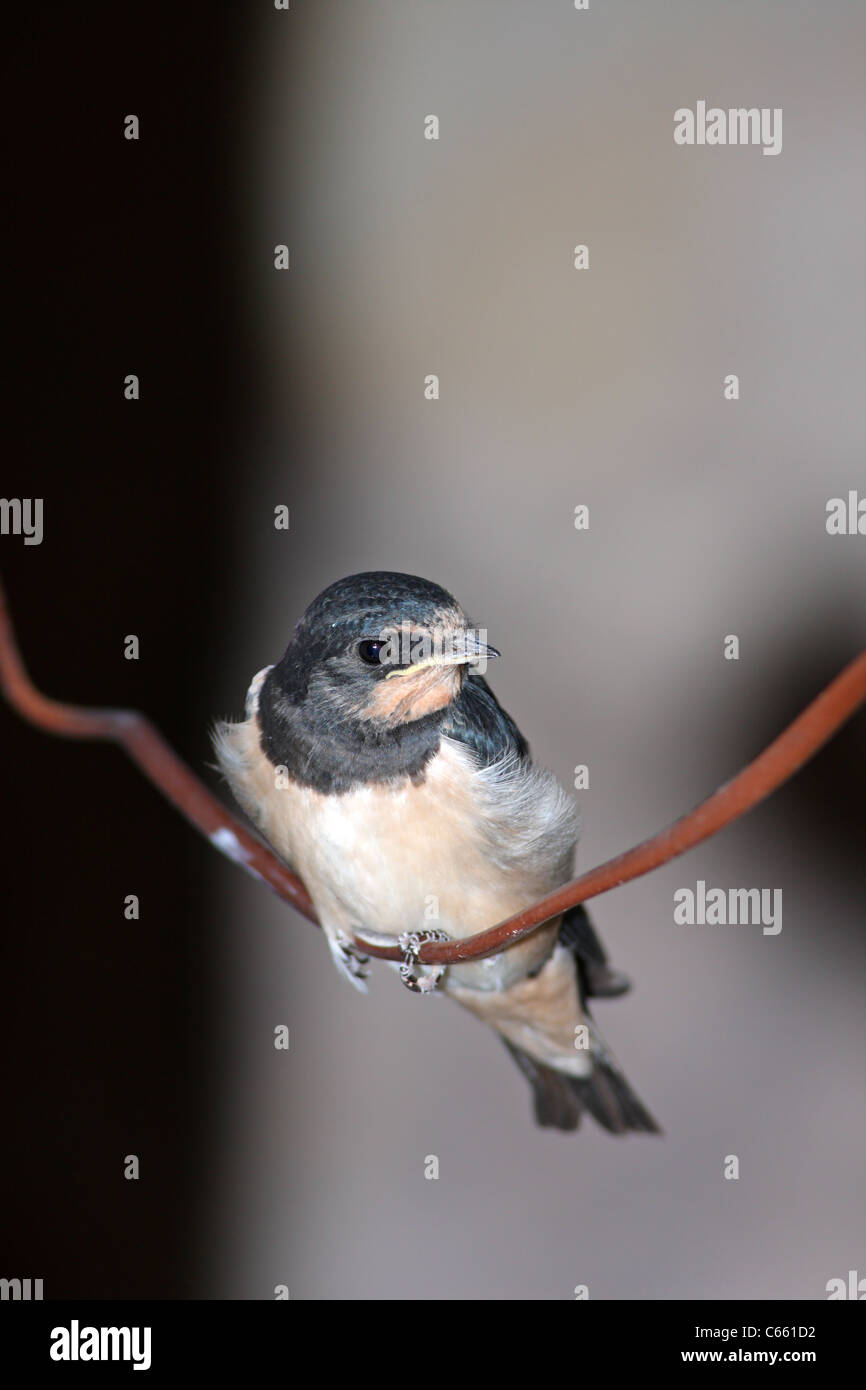 Fledgling swallow hi-res stock photography and images - Alamy