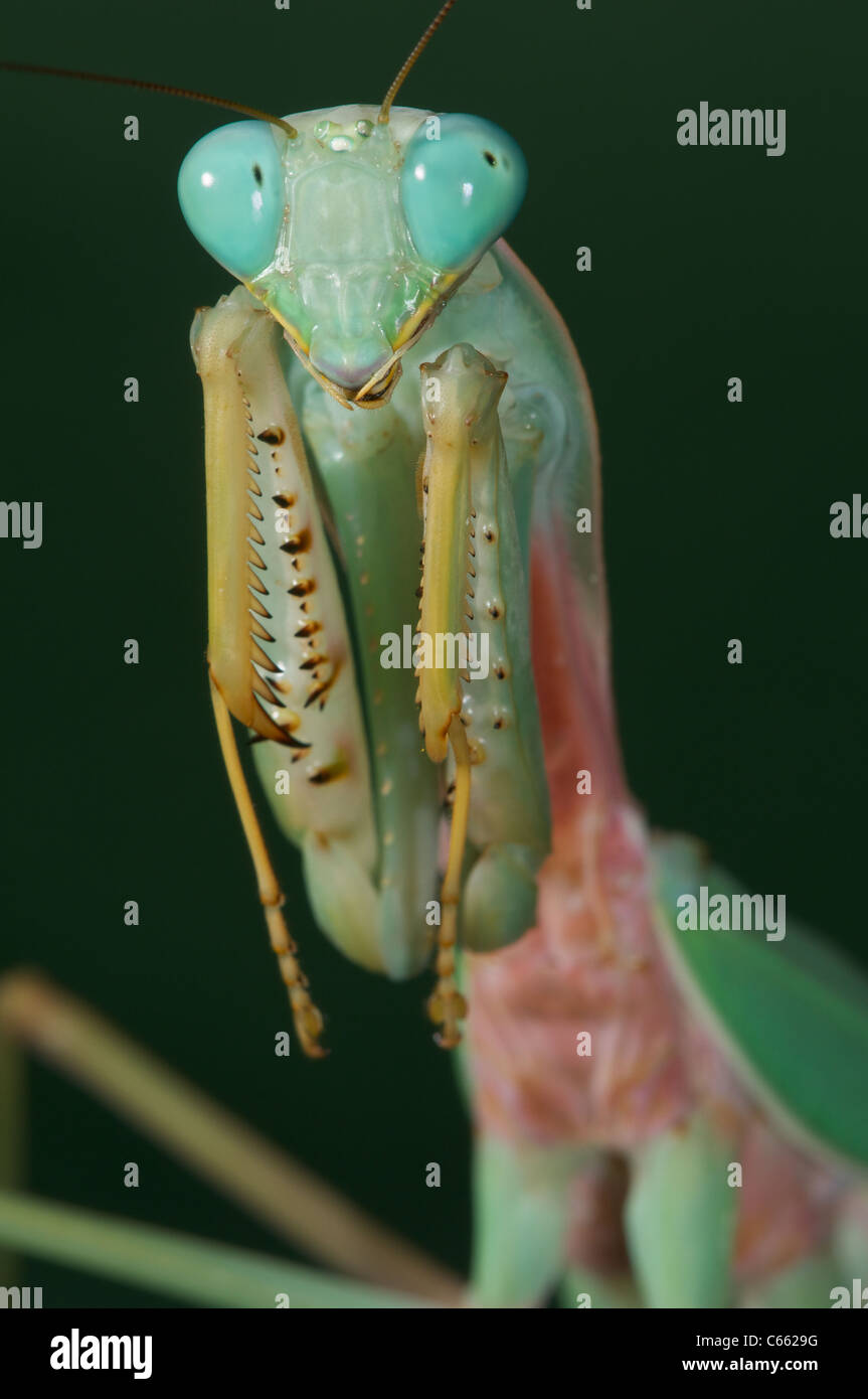 Praying mantis hi-res stock photography and images - Alamy