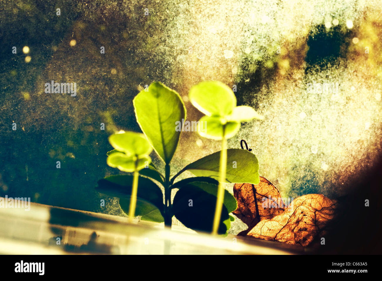 Sprouts of green plants sprout from the soil macro Stock Photo - Alamy