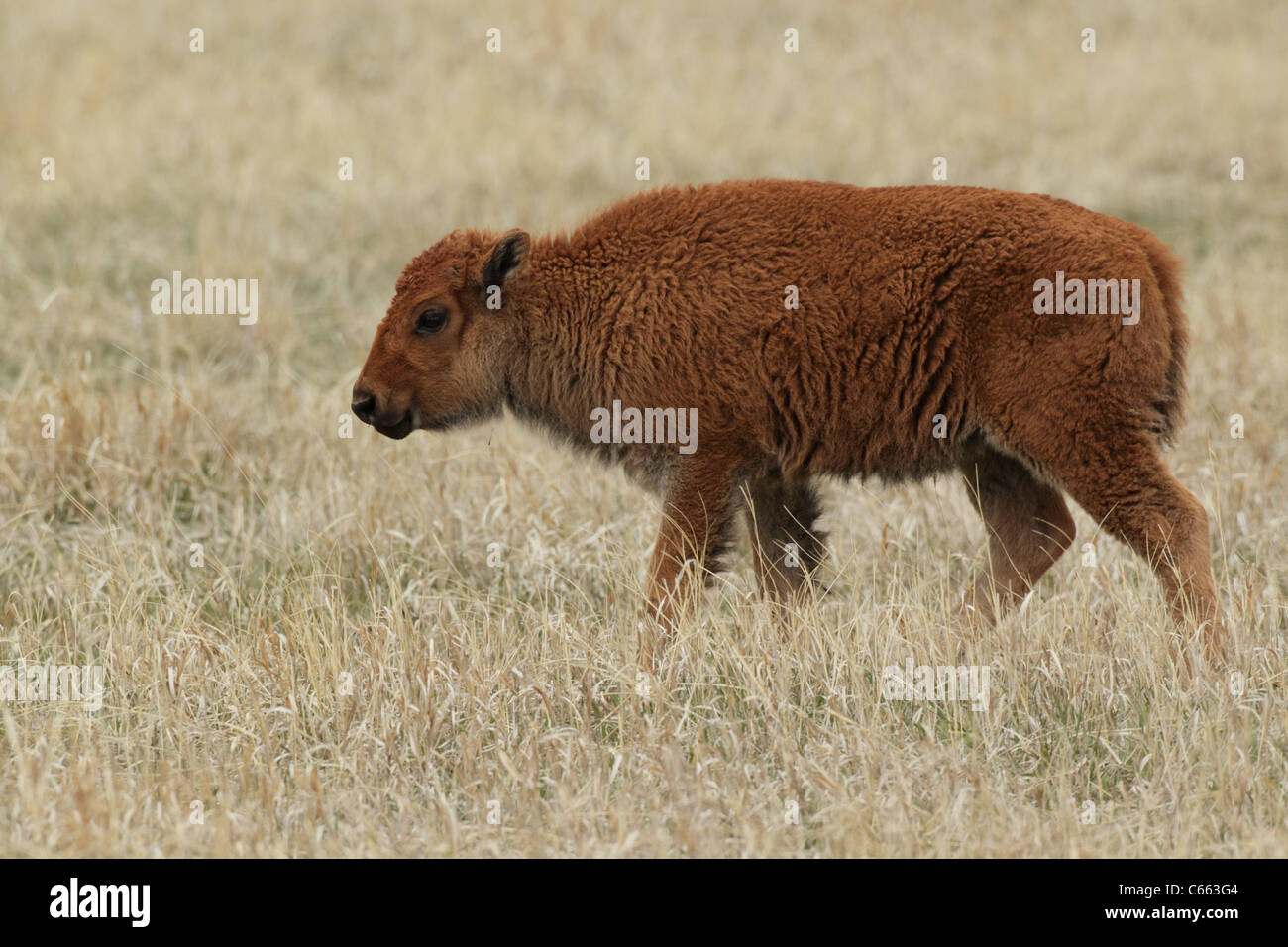 American Bison (Bison bison) Calf, Custer State Park Stock Photo - Alamy