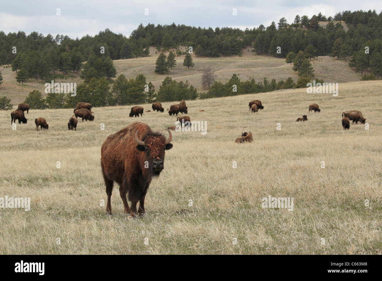 Custer state park hi-res stock photography and images - Alamy