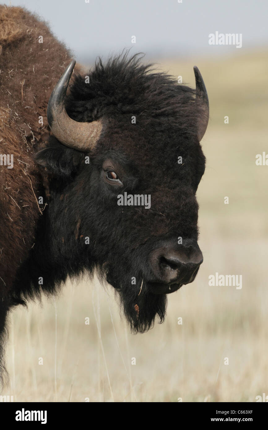 American Bison (Bison bison), Custer State Park Stock Photo - Alamy