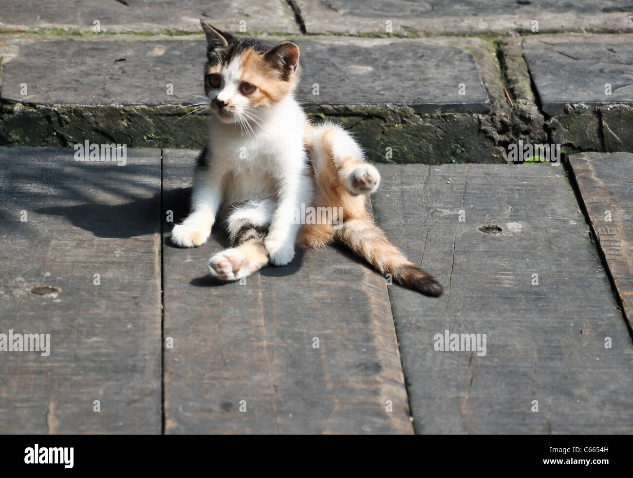 cute tortoiseshell kitten interrupted while cleaning itself Stock Photo ...