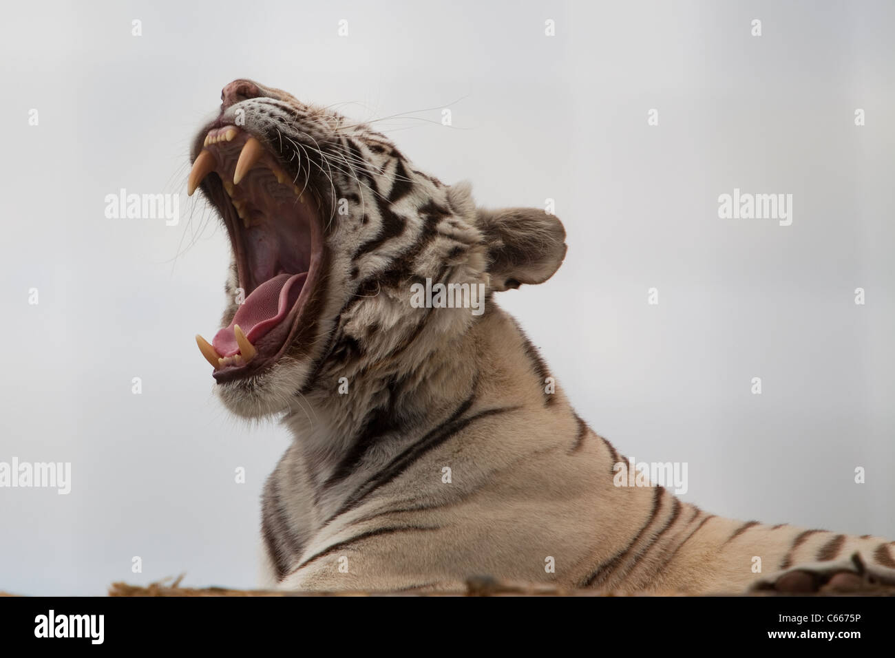 Narnia white tiger hi-res stock photography and images - Alamy