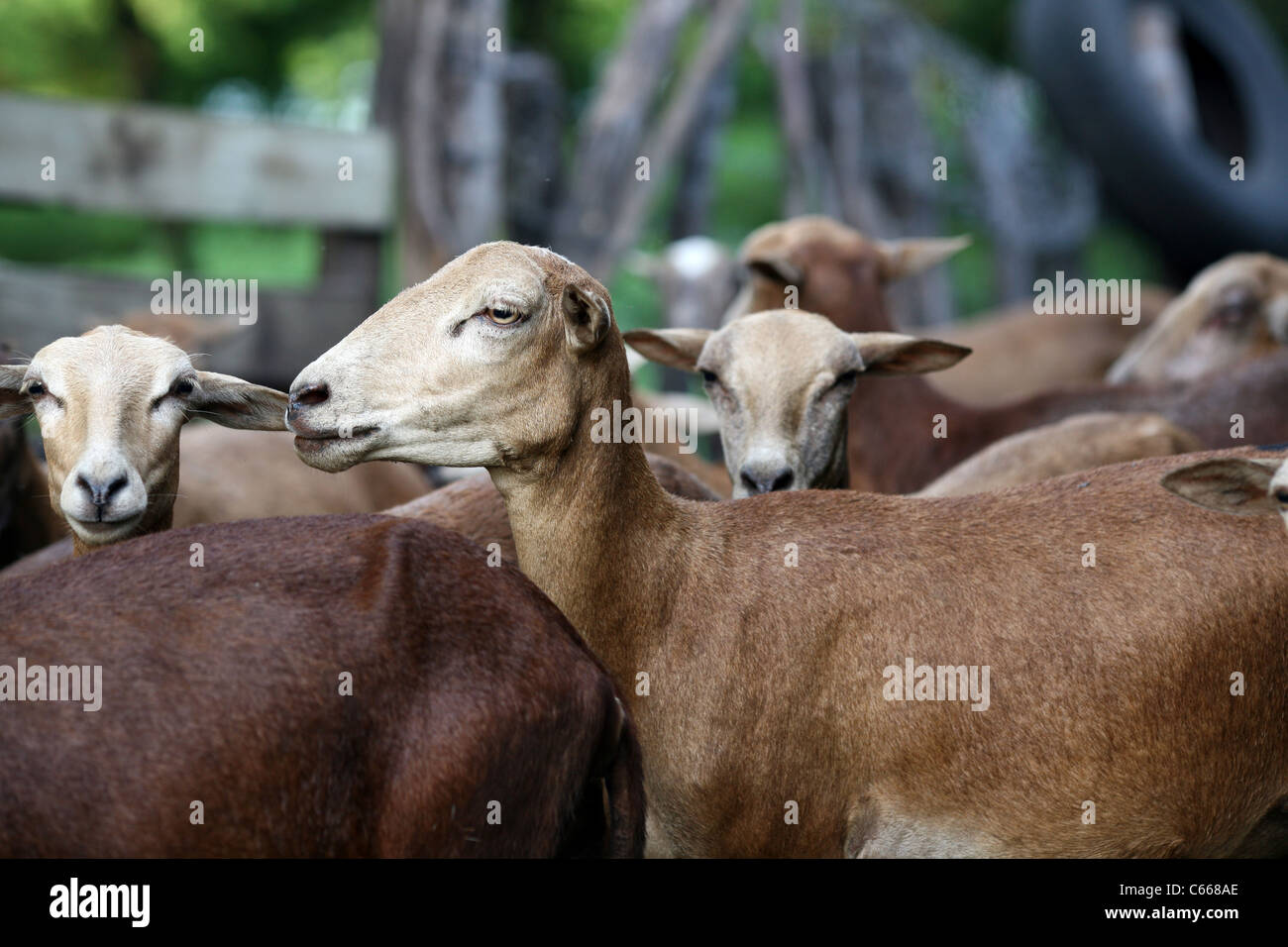 Sheep on a farm (finca Stock Photo - Alamy