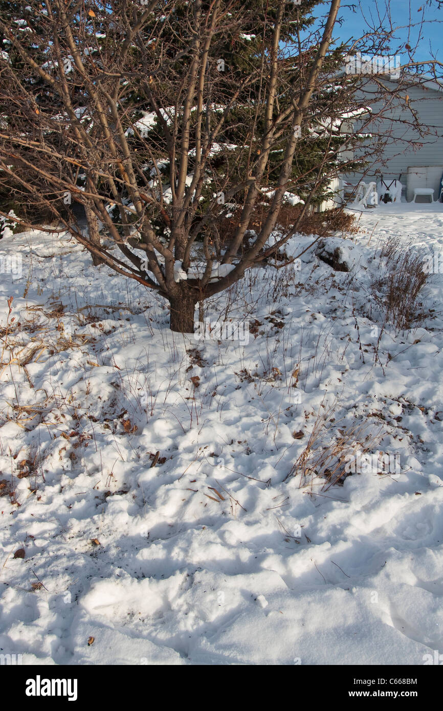 Deer Damage to garden Stock Photo - Alamy