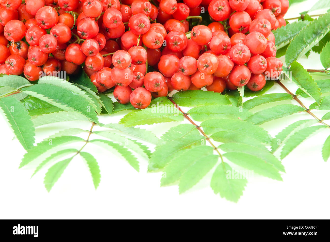 Rowanberie hi-res stock photography and images - Alamy