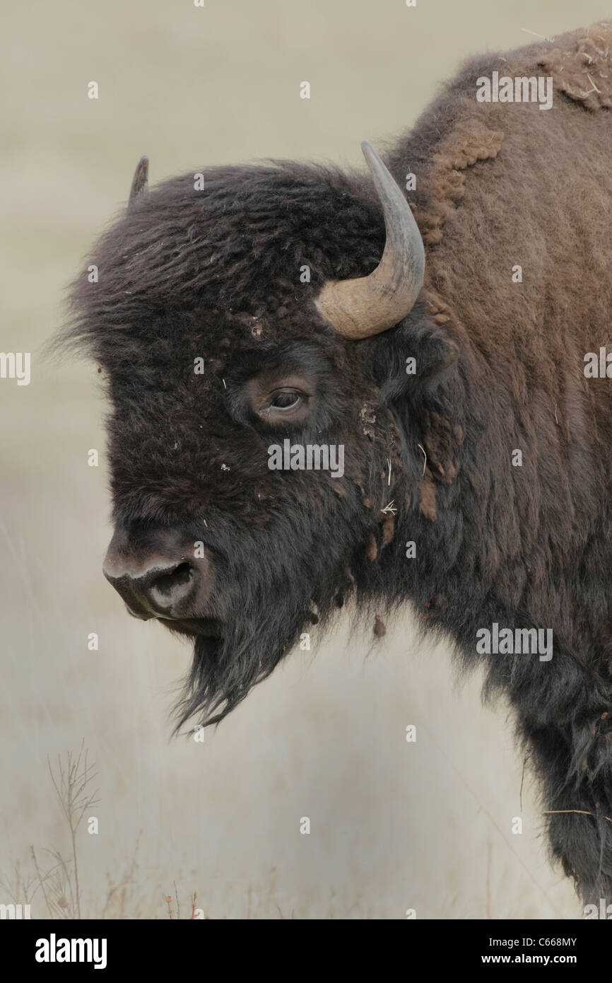 American Bison (Bison bison), Custer State Park Stock Photo - Alamy