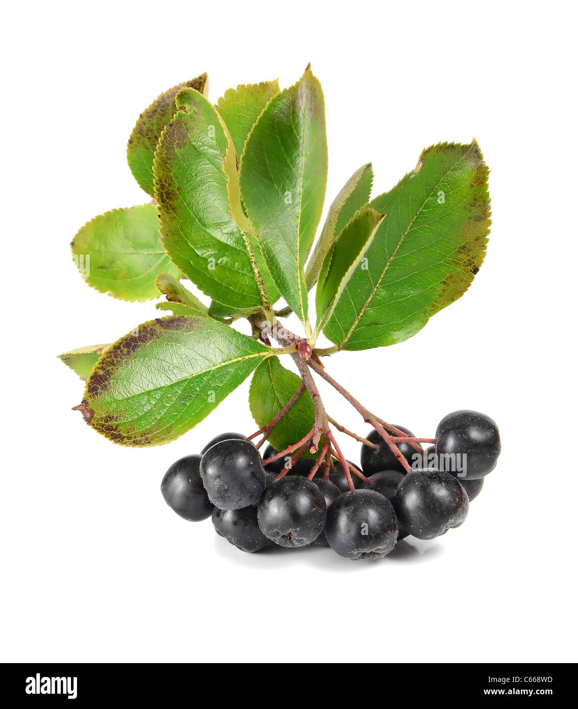 black ashberry isolated on white background Stock Photo - Alamy