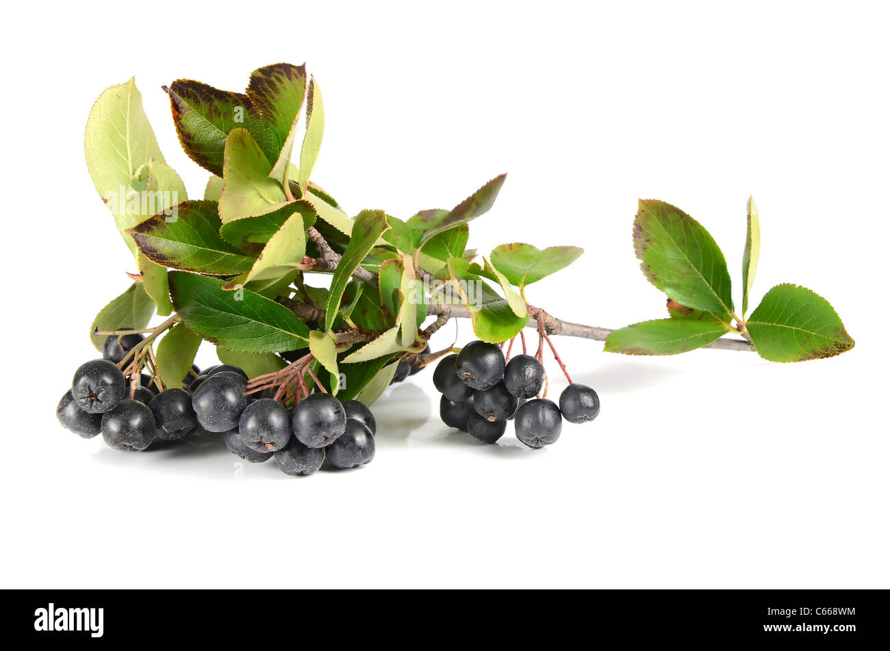 black ashberry isolated on white background Stock Photo - Alamy