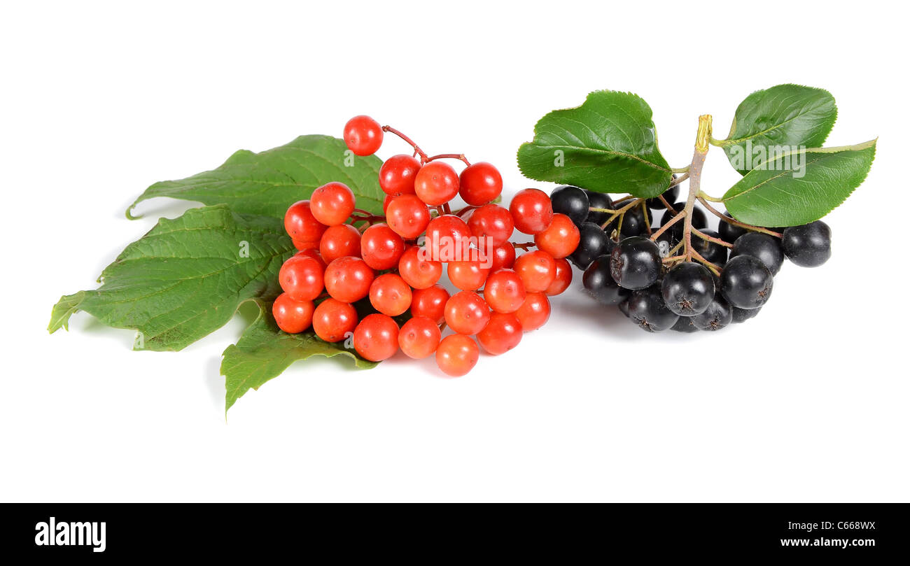 black ashberry and red viburnum isolated on white background Stock ...