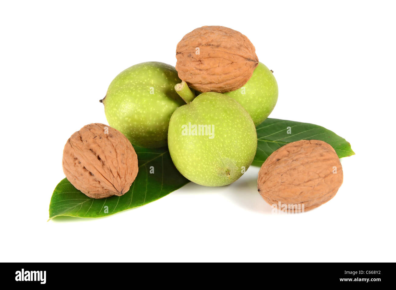 green walnuts isolated on white background Stock Photo - Alamy