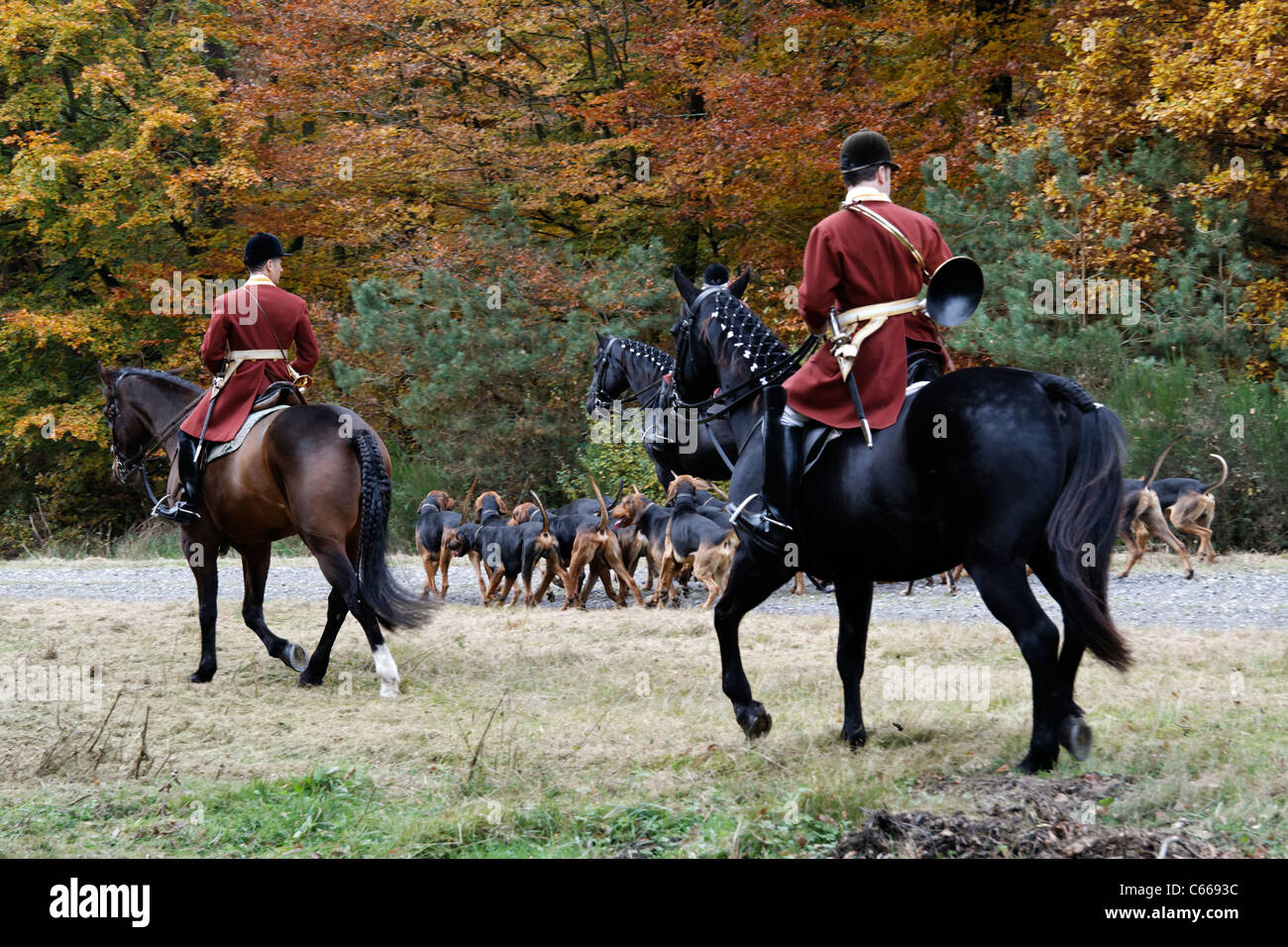 Hunt in the forest of Andaines (Orne, France Stock Photo - Alamy