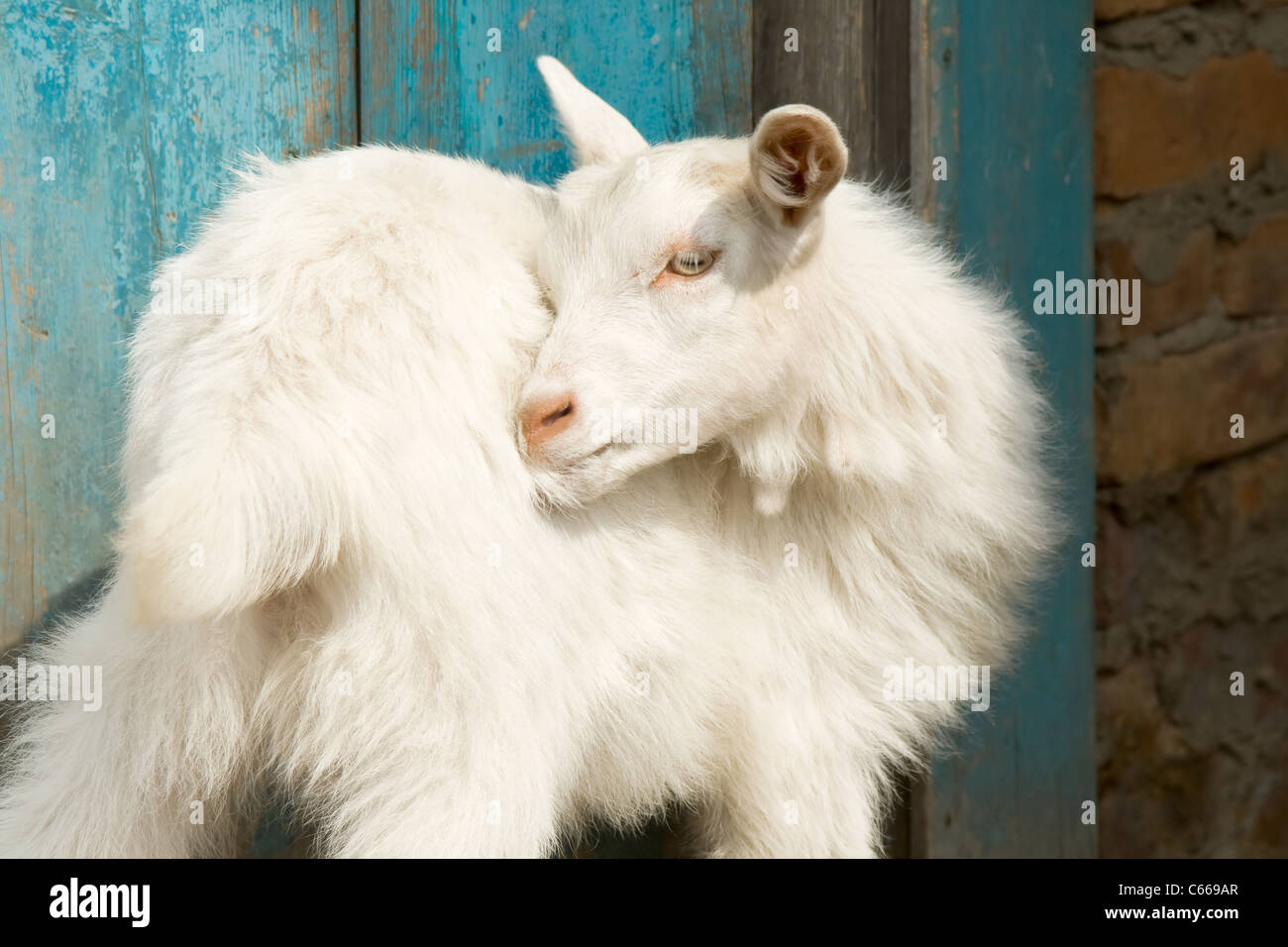 White goat licking the side Stock Photo - Alamy