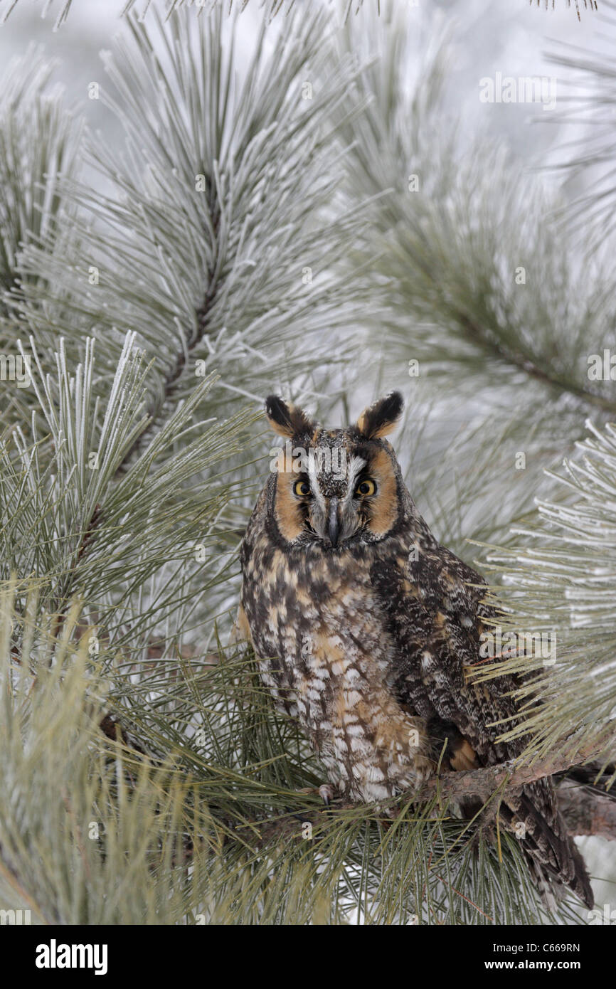 Long-Eared Owl Roosting in a Pine Tree Stock Photo - Alamy