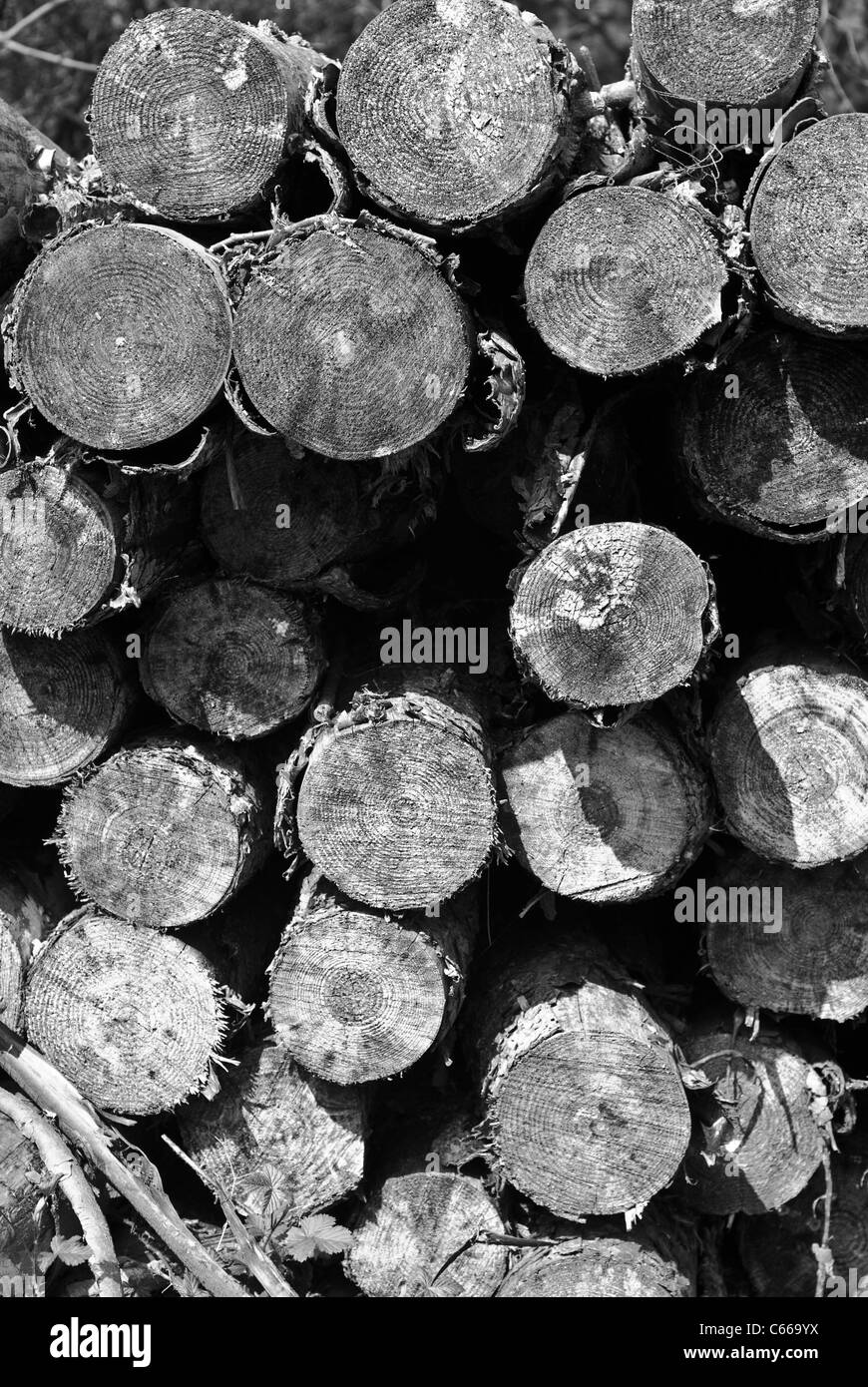 Tree logs Black and White Stock Photos & Images - Alamy