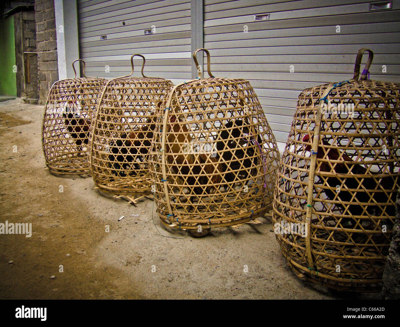 Live chicken for sale in bamboo cages on a roadside in Bali Stock Photo ...