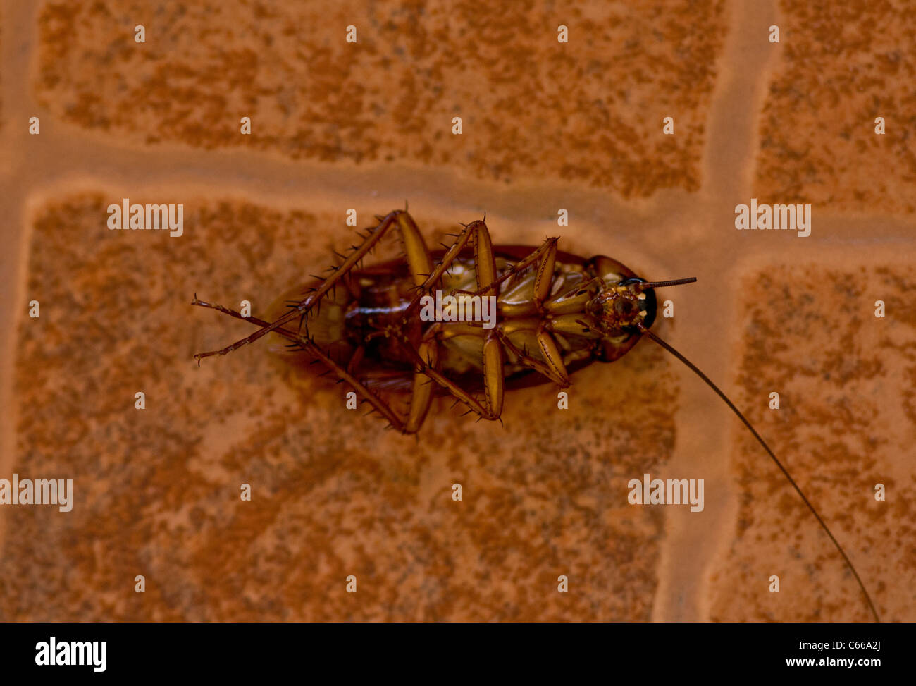 Dead cockroach laid on it back exposing its abdomen and legs Stock ...