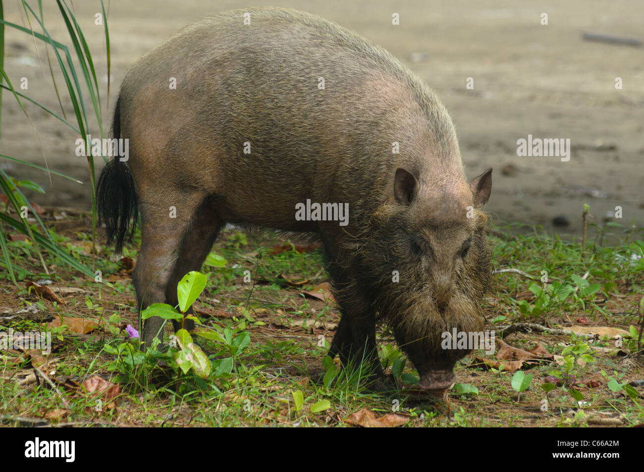 Jungle pig hi-res stock photography and images - Alamy