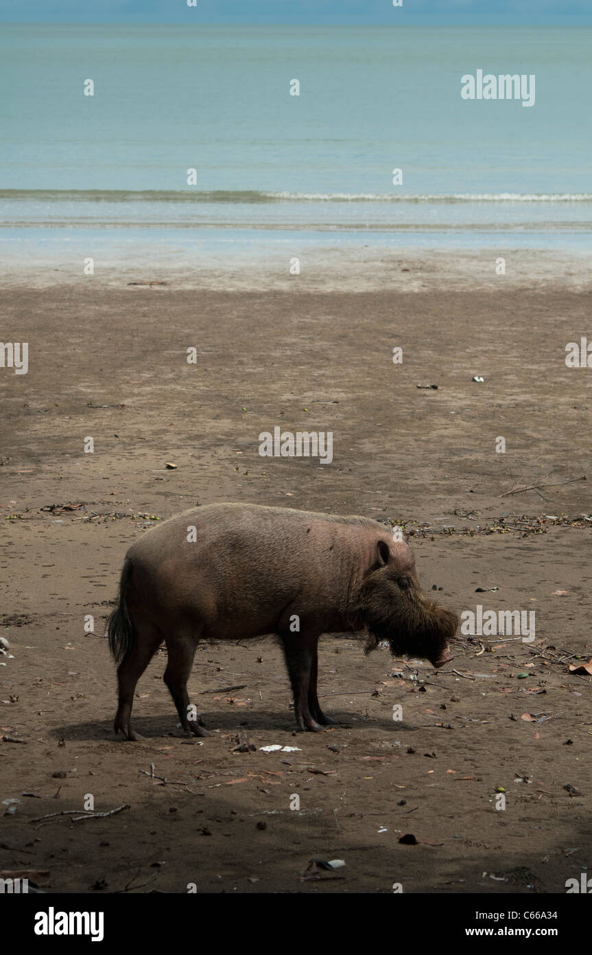 Bornean bearded pig ( Sus Barbatus) in Bako National Park in Sarawak ...
