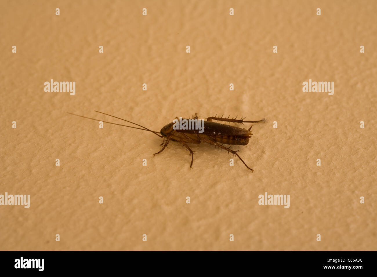 Cockroach food hi-res stock photography and images - Alamy