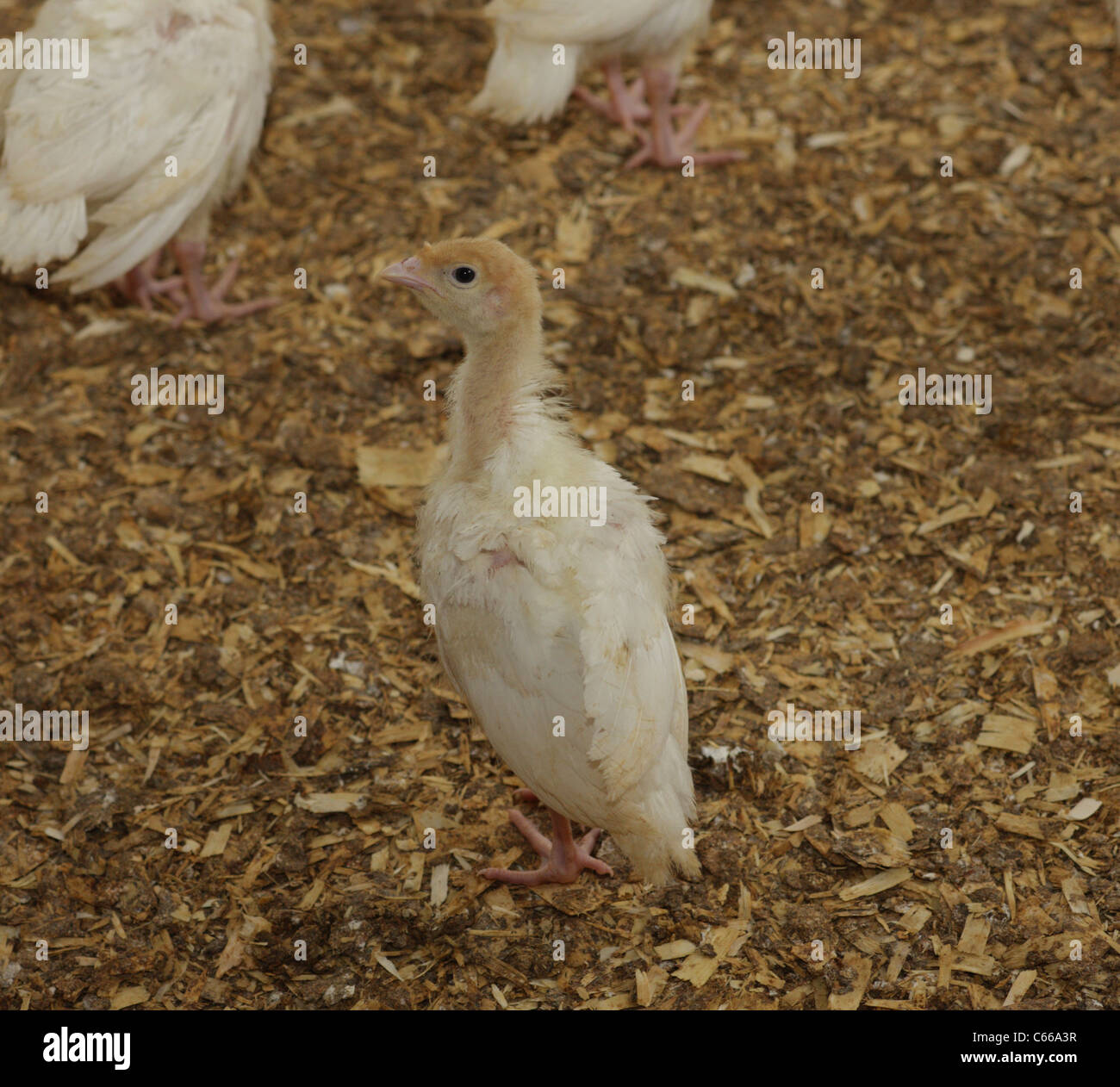 Young turkey birds in a rearing pen Stock Photo - Alamy