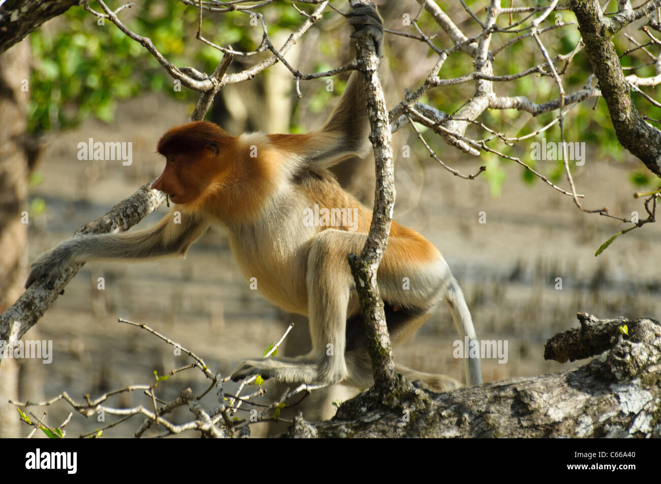 Monkey nose hi-res stock photography and images - Alamy